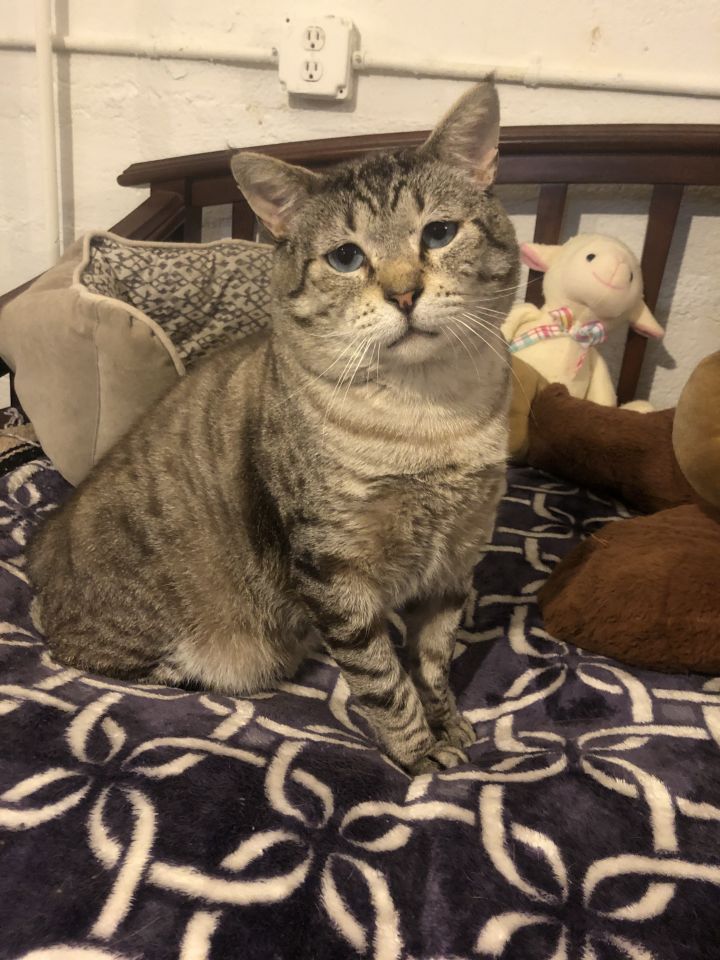 Adoptable Pets of the Week: Alaska – Cat Litterary