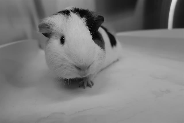 Adoptable Pets of the Week: Alaska – Cat Litterary