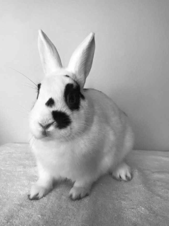 Adoptable Pets of the Week: Alabama – Cat Litterary