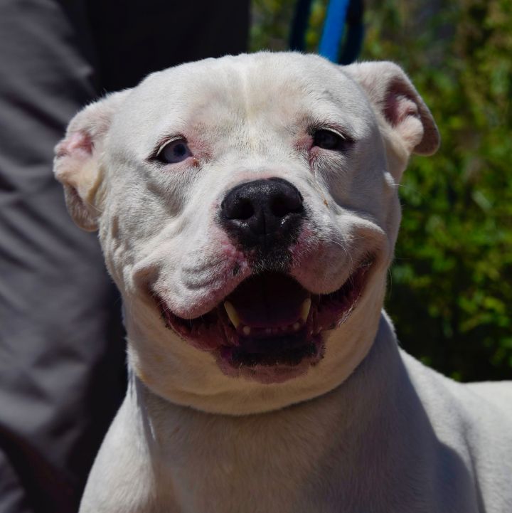 Adoptable Pets of the Week: Arizona – Cat Litterary